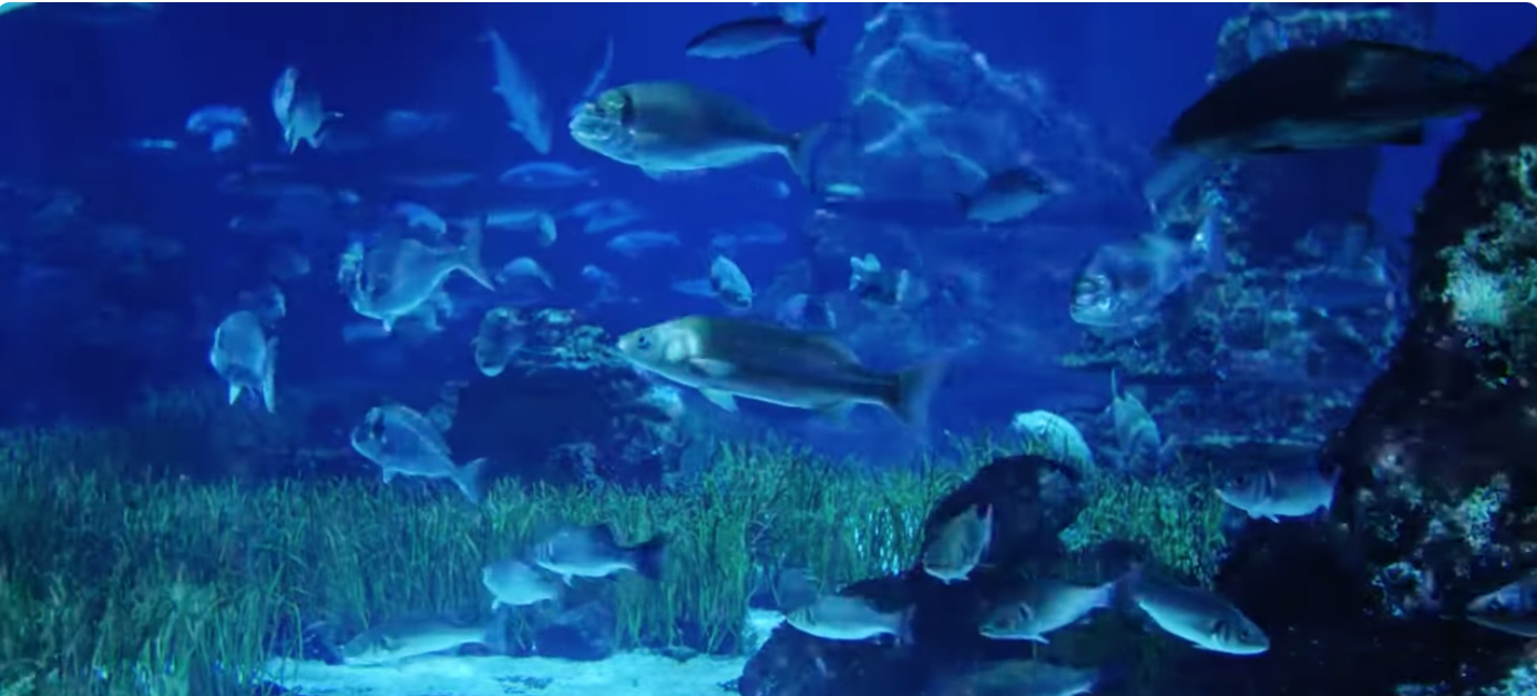 The oceans are burning quietly while the arsonists continue to say no ...